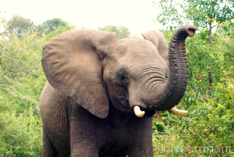 The Best Elephant Crafts for Kids - That Kids' Craft Site